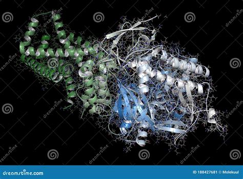 Mitochondrial Complex Ii Succinate Dehydrogenase Avian Enzyme