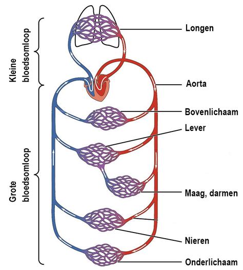 Diagram Van Het Menselijk Bloedsomloopstelsel Bloedsomloop