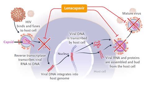 一年两次！吉利德科学hiv新药lenacapavir获全球首次批准
