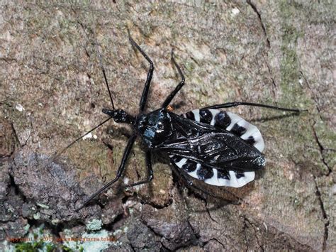 ヨコヅナサシガメ成虫化 その2 東京お気楽カメラ