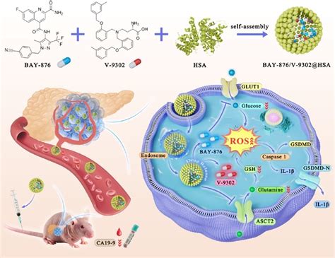 马平安 孙备团队jacs：葡萄糖和谷氨酰胺双重饥饿疗法诱导细胞焦亡用于治疗原位胰腺癌 X Mol资讯