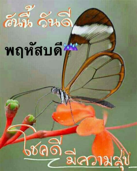 ปักพินโดย Phattarika Homkajon ใน สวัสดีวันพฤหัสบดี วันพฤหัสบดี ดอกไม้สีม่วง สวัสดีตอนเช้า