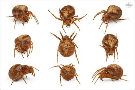 Orb Weaver Spiders