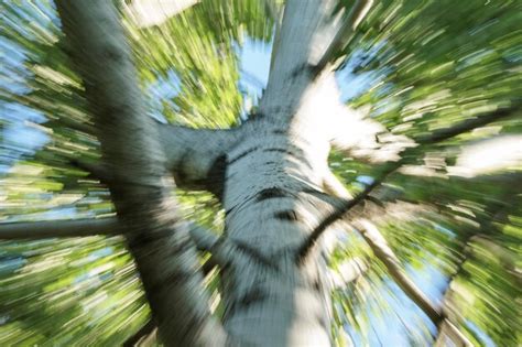 Premium Photo Blurred Image Of Tree