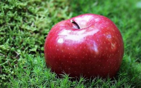 La Variedad De Manzanas Y Sus Beneficios