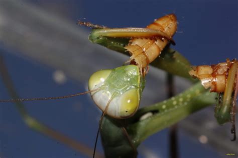 Conoce A La Mantis Religiosa