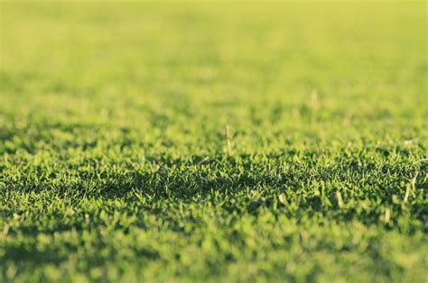 6 Different Types Of Couch Grass And How To Care For Them