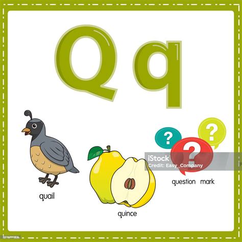 3 개의 만화 이미지를 가진 어린이를위한 소문자와 대문자 모두에서 문자 Q를 학습하기위한 벡터 일러스트레이션 메추라기 퀸스 물음표 0명에 대한 스톡 벡터 아트 및 기타