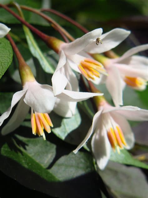 Nightfall Snowbell J Frank Schmidt Son Co