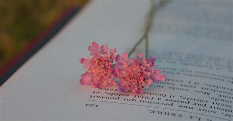 고요한 꽃 상세 꽃꽂이 단일 꽃 독서하는 레저 묵상 문학 문호 봄 부드러운 색 분홍색 꽃 식물 생활 식물군 식물의 야생화 야생화 꽃다발 야외