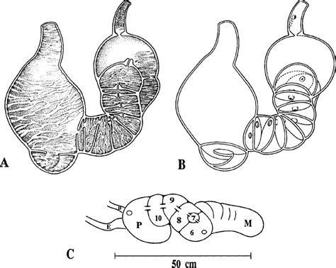 Stomach Anatomy And Use In Defining Systemic Relationships Of The