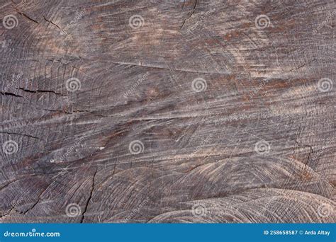 A Very Old Olive Tree Stump Age Ranges Of The Tree Can Be Seen On The