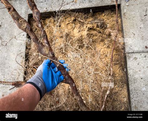 Growing Roots Of A Tree Destroying A Pavement Walkway Close Up Stock Photo Alamy