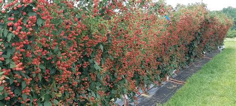 2023 Rca Trellis Webinar Narba