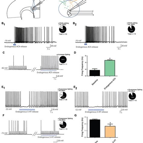 Opposing Cholinergic And Serotonergic Modulation Of Prefrontal Layer 6