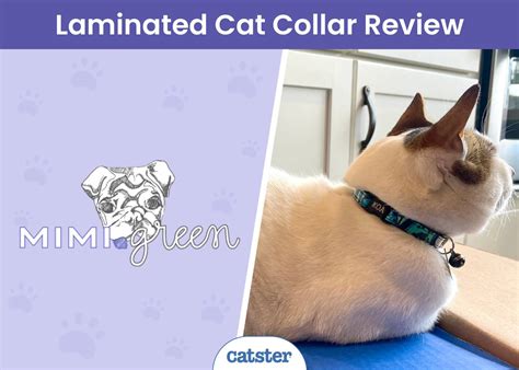 Catnip For Humans Is It Safe A Complete Guide Catster