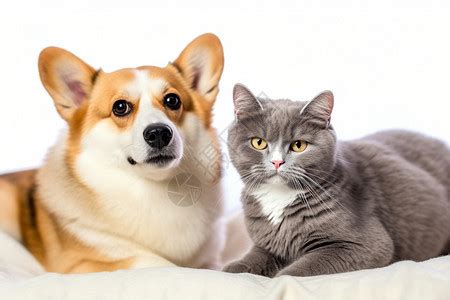 友好的柯基犬高清图片下载 正版图片600388749 摄图网