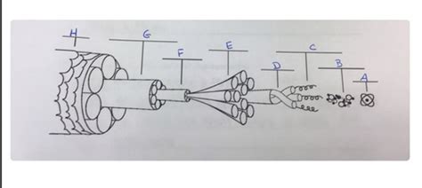 Dna Flashcards Quizlet