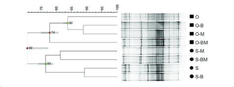 Dendrogram Obtained From Unweighted Pair Group Method Using