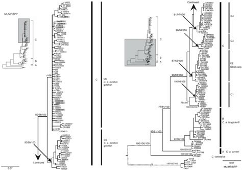 Matrilineal Genealogy The Genealogical Tree Based On Bayesian