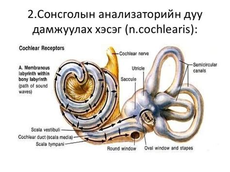 Сонсголын анализаторыг шинжлэх