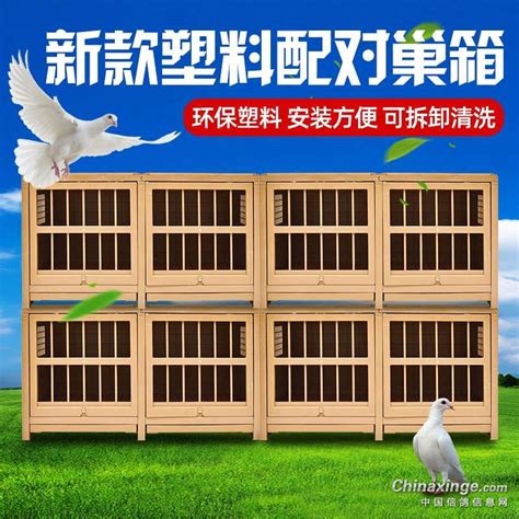塑料鸽子笼 中国信鸽信息网相册
