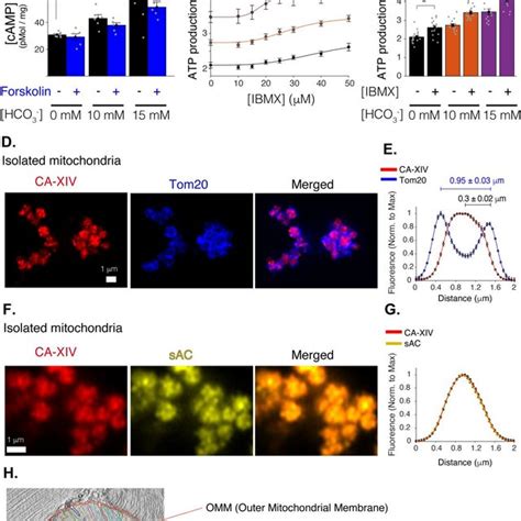 Figure Supplement 1 Mitochondrial Localization Of Download
