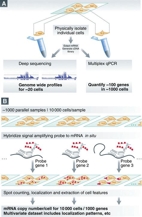 Techniques Used For Single Cell Transcriptomics A Cdna Based