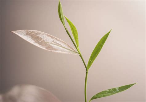 Quality Growth Assessment → Area