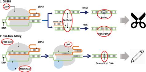 Pdf Review Base Editing Therapy Forges Ahead Semantic Scholar