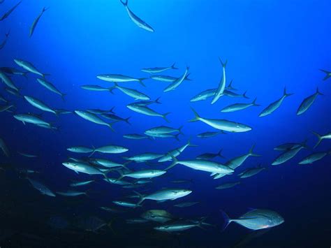 Scibite Unveils Partnership With Modak Scibite