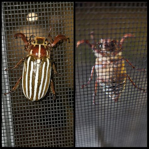 Zebra Bug R Insectidentification