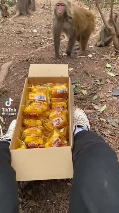 Swissdevjobs On Linkedin Frontend Devs When A New Framework Arrives