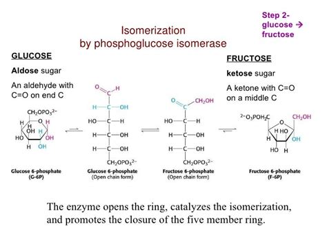 Short Version Glycolysis