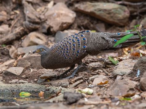 Peacock Pheasants Whats You Need To Know Northern Nester