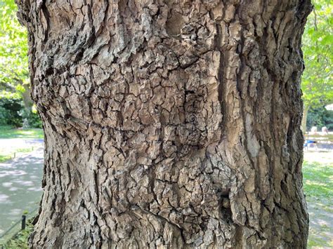 Tree Identification Bark English Oak Quercus Robur Stock Image Image Of Wildlife Branch