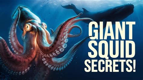 The Mysterious World Of Giant Squids Deep Sea Legends Quick Facts