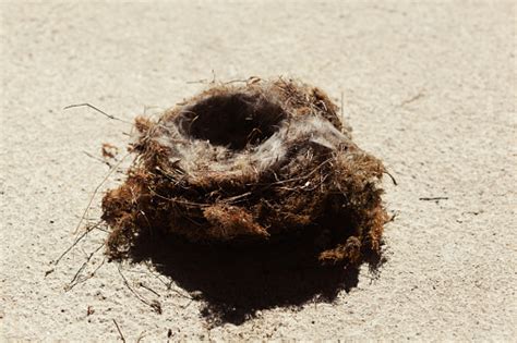 나뭇가지 풀 진흙으로 만든 빈 새 둥지와 깃털 아래로 남은 콘크리트 바닥에 태양에서 야외 0명에 대한 스톡 사진 및 기타 이미지