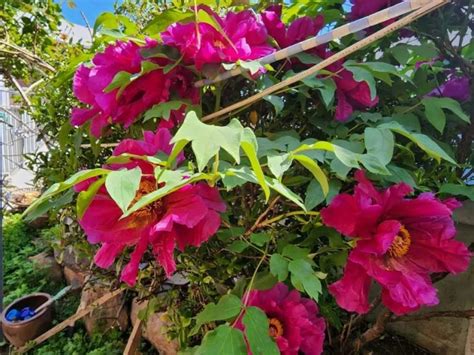 佛 브리지트 여사 “세자녀 때문에 25살 연하 마크롱과 결혼 10년 기다렸다” 네이버 블로그