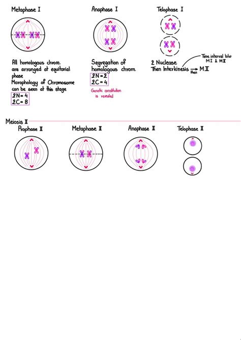 Cell Division Summary Notes Biology Notes Study Notes Science Notes