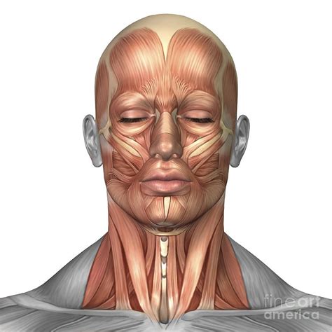 Anatomy Of Human Face And Neck Muscles — Anatomy References For Artists