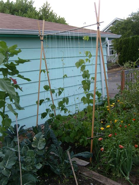 Planting Pole Beans Trellis Growing Pole Beans In Containers