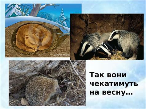 Презентація Тварини взимку до уроку Я досліджую світ 2 клас за підручником Н М Бібік