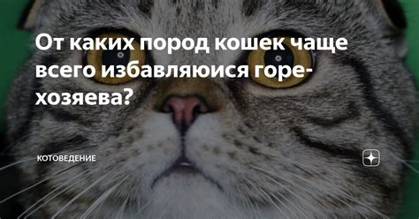 От каких пород кошек чаще всего избавляюися горе хозяева КотоВедение Зоопсихолог Юлия