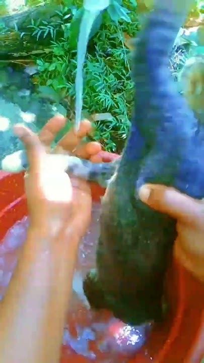 අපේ චූටි කොල්ලා 😹😹😹😜🙈 Youtube Youtube