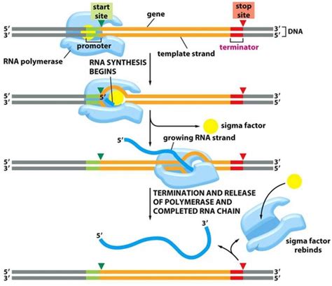 Micro Ch 10 Sigma Factors Bacterial Gene Regulation Flashcards Quizlet