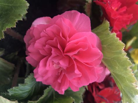 Бегония Махровая розовая / Double pink (2 шт) - купить в Москве по ...