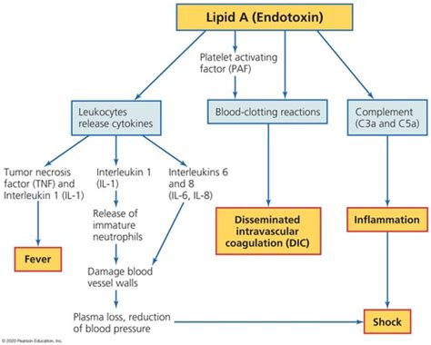 Pathogenic Gram Negative Cocci And Bacilli Overview Flashcards Quizlet