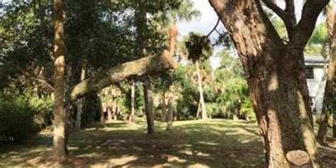 What Causes A Tree Trunk To Split What You Need To Do