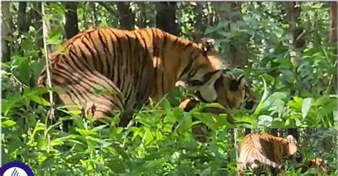 Tigers Mating At Bhadra Wildlife Sanctuary In Chikkamagaluru Viral Video Watch